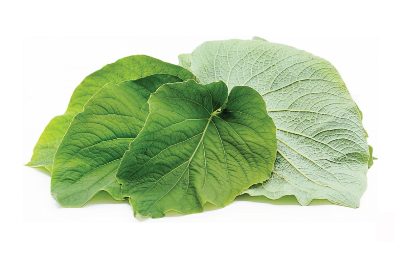 Hoja Santa – sunnysp